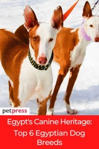 Egypt's Canine Heritage: Top 6 Egyptian Dog Breeds