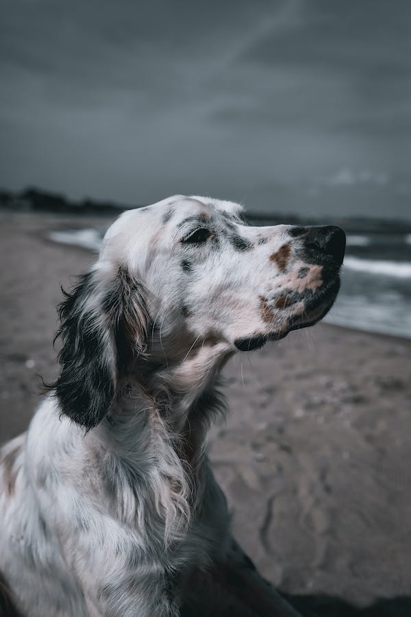 Unleashing Elegance: Explore the Types of Setter Dog Breeds