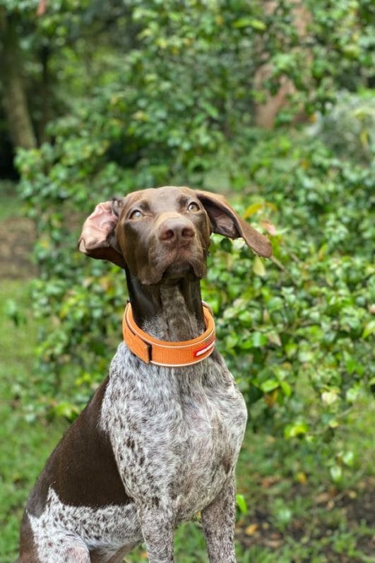 16 Bird Dog Breeds: A Guide to Canine Companions in the Field