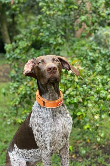 16 Bird Dog Breeds: A Guide to Canine Companions in the Field