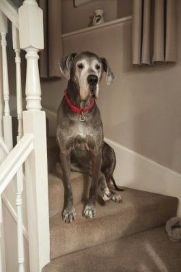 Shades of Blue: Exploring 20 Unique Blue Dog Breeds