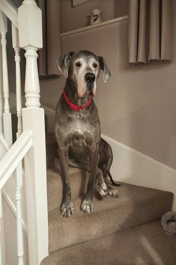 Shades of Blue: Exploring 20 Unique Blue Dog Breeds