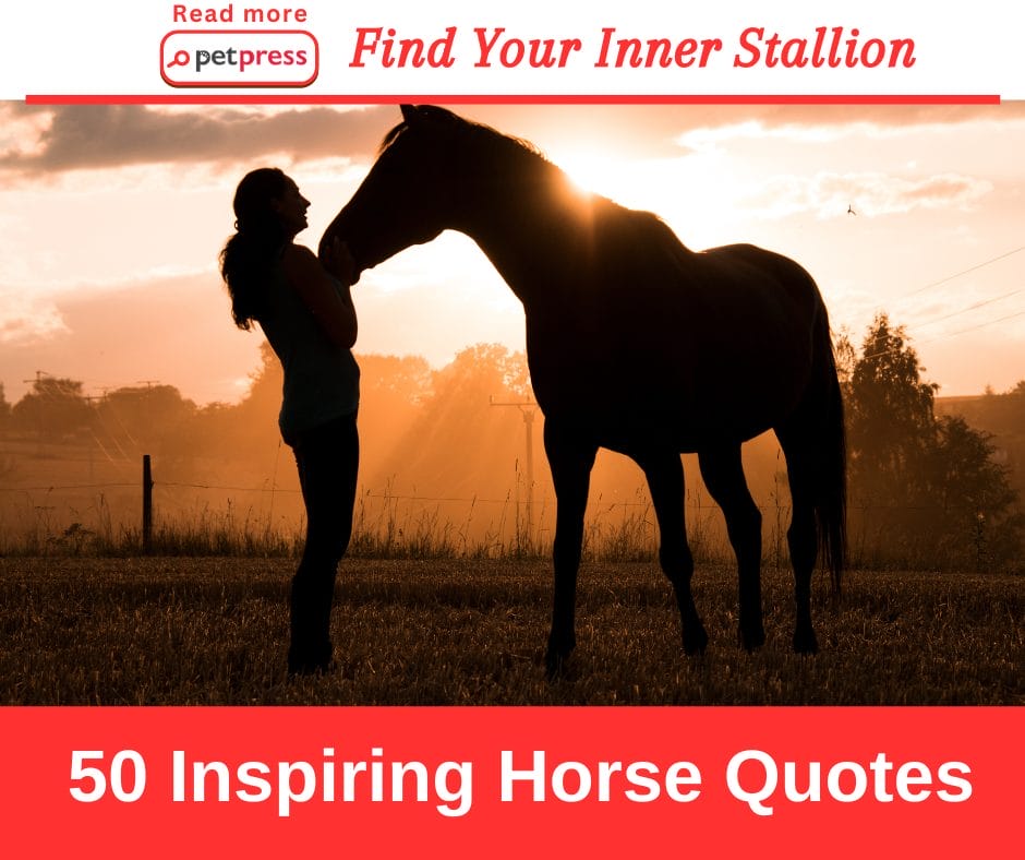 50 Inspiring Horse Quotes to Find Your Inner Stallion - PetPress