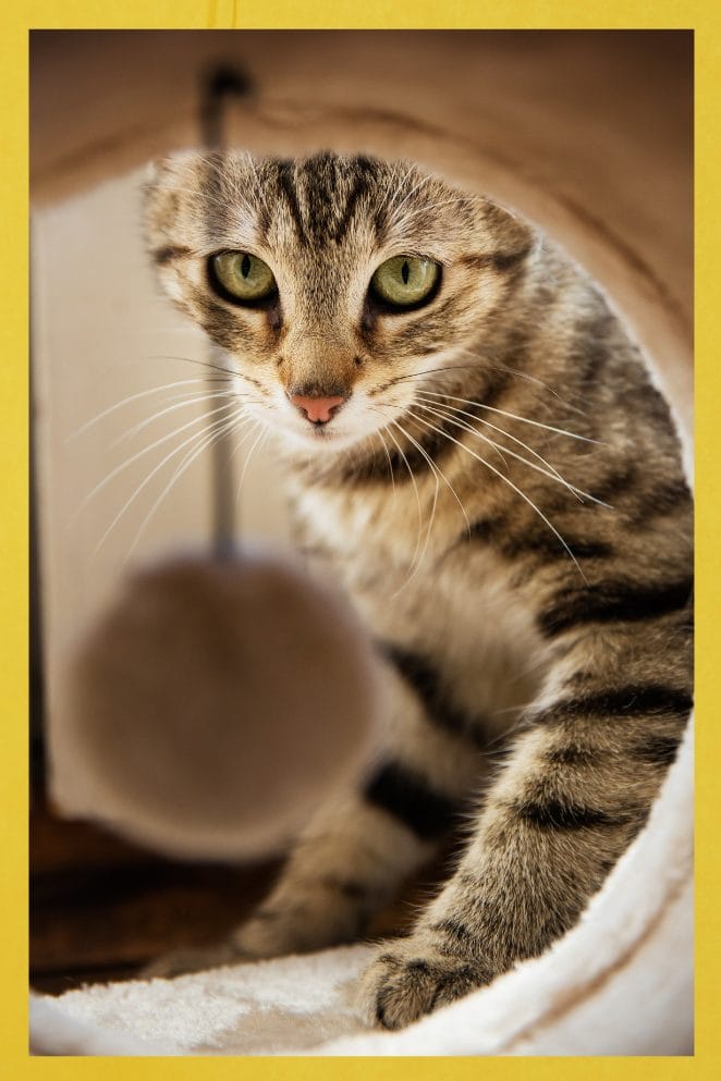 National Answer Your Cat’s Question Day: what to expect - PetPress