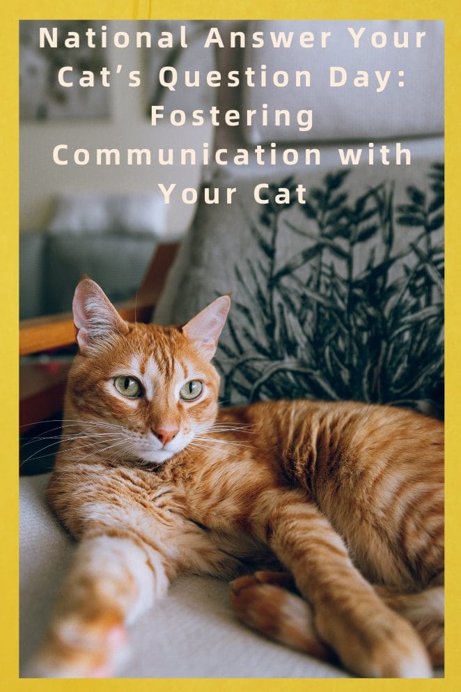 National Answer Your Cat’s Question Day: what to expect - PetPress