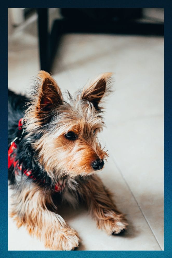 National Yorkshire Terrier Day: Honoring the Charm of Yorkies - PetPress