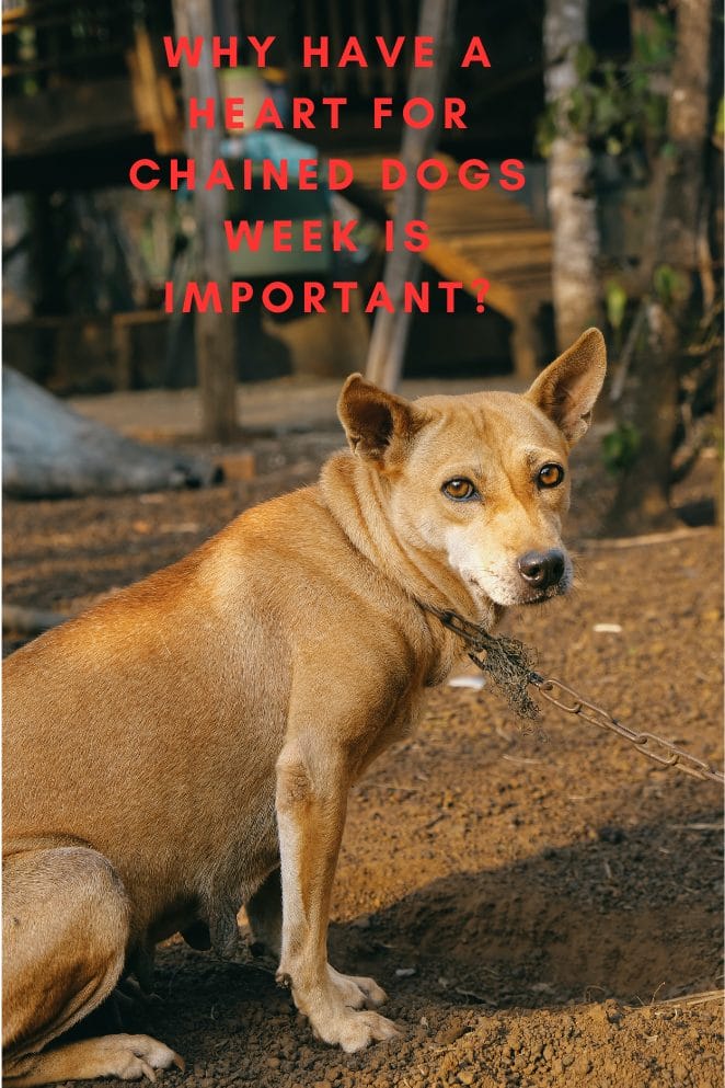 Have a Heart for Chained Dogs Week - PetPress