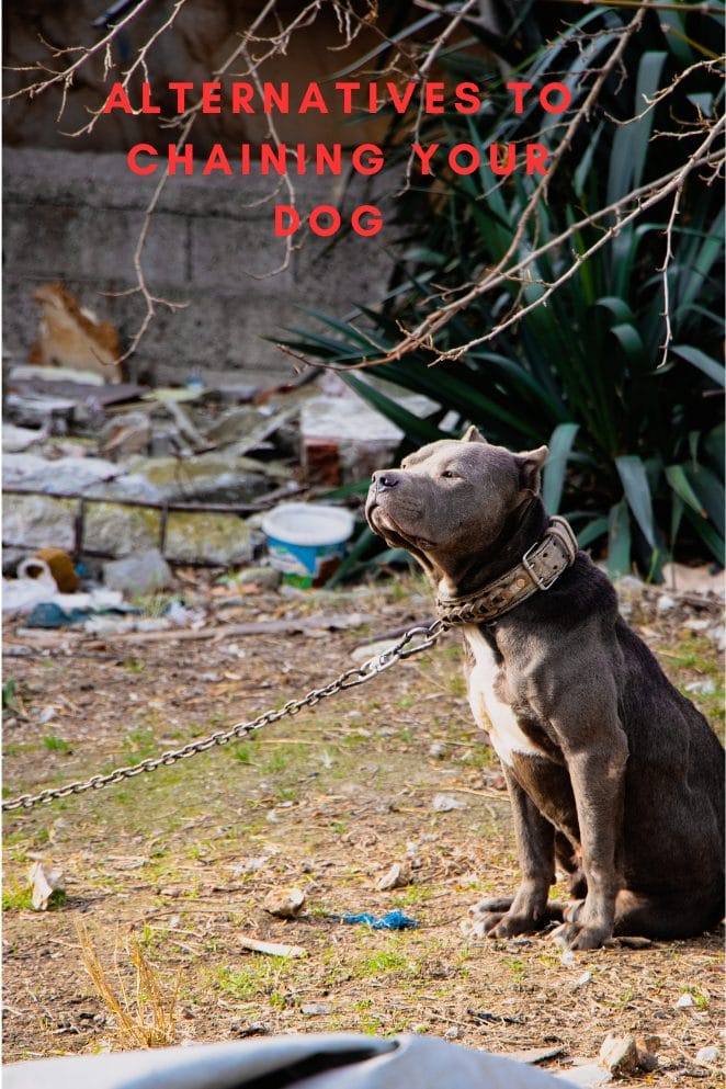Have a Heart for Chained Dogs Week - PetPress