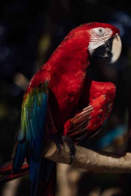Vibrant Feathers: Top 8 Colorful Parrot Species