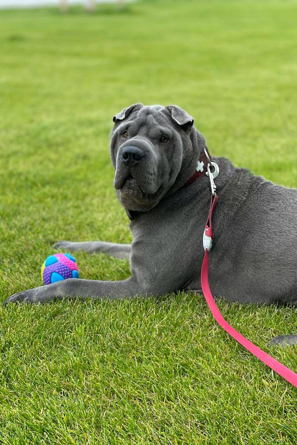 Shades of Blue: Exploring 20 Unique Blue Dog Breeds
