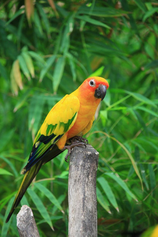 Vibrant Feathers: Top 8 Colorful Parrot Species