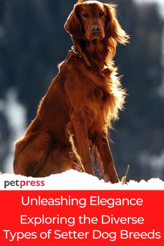 Unleashing Elegance: Explore the Types of Setter Dog Breeds