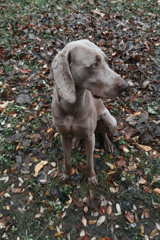 Shades of Blue: Exploring 20 Unique Blue Dog Breeds