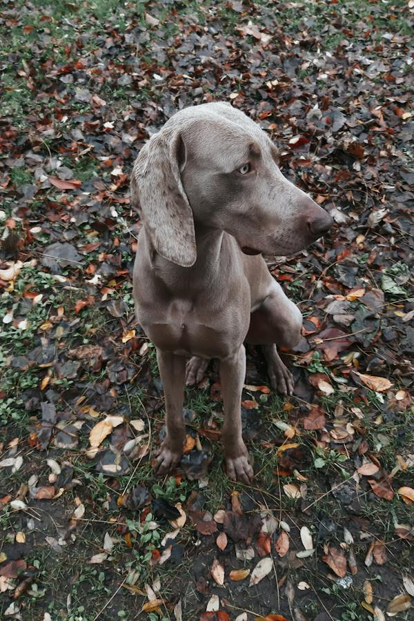 Shades of Blue: Exploring 20 Unique Blue Dog Breeds