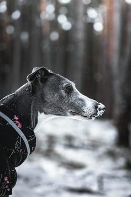 Shades of Blue: Exploring 20 Unique Blue Dog Breeds
