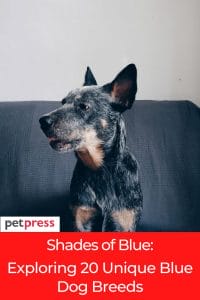 Shades of Blue: Exploring 20 Unique Blue Dog Breeds