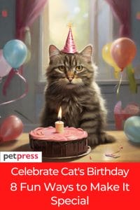 Celebrate Your Cat's Birthday: 8 Fun Ways to Make It Special