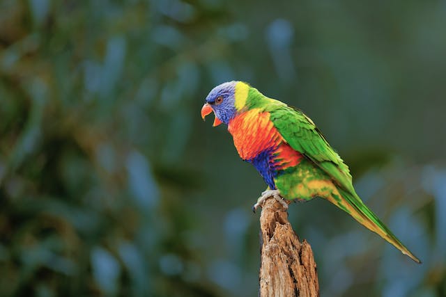 Vibrant Feathers: Top 8 Colorful Parrot Species