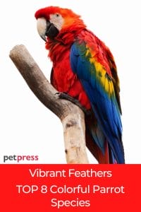 Vibrant Feathers: Top 8 Colorful Parrot Species