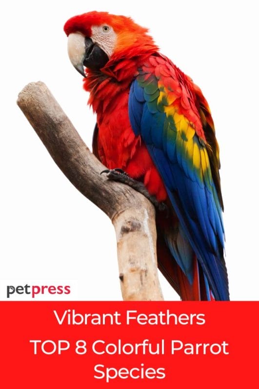 Vibrant Feathers: Top 8 Colorful Parrot Species