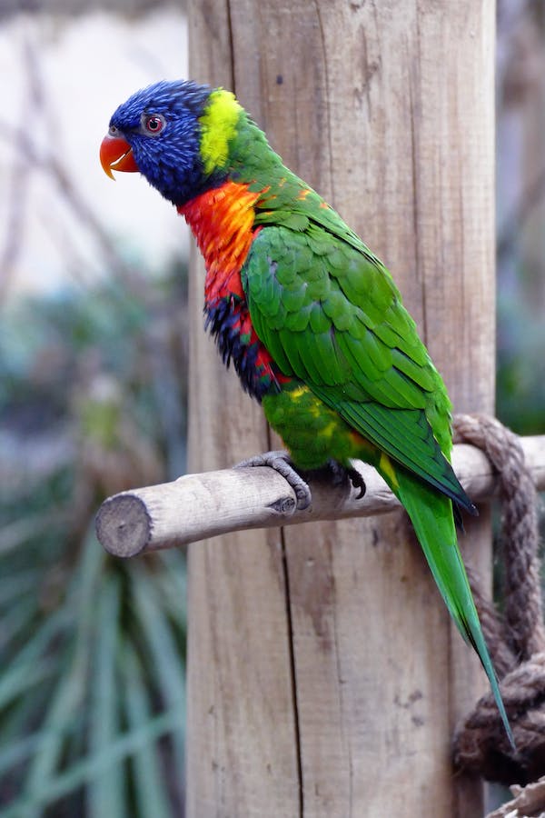 Vibrant Feathers: Top 8 Colorful Parrot Species
