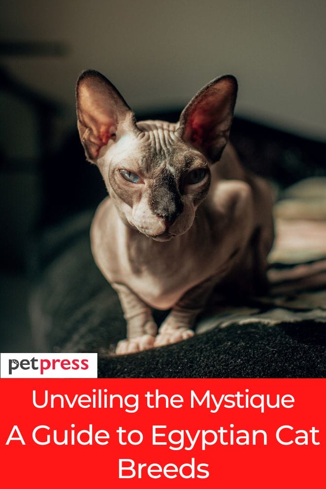 Unveiling the Mystique: A Guide to Egyptian Cat Breeds