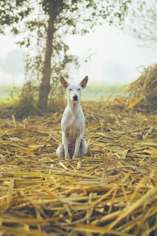 Egypt's Canine Heritage: Top 6 Egyptian Dog Breeds