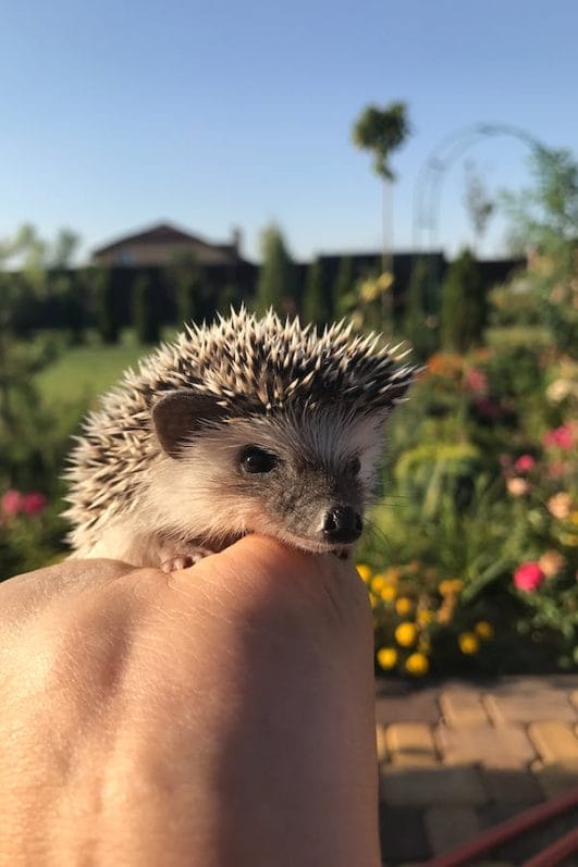What Do Hedgehogs Eat? A Guide to The Perfect Hedgehog’s Diet