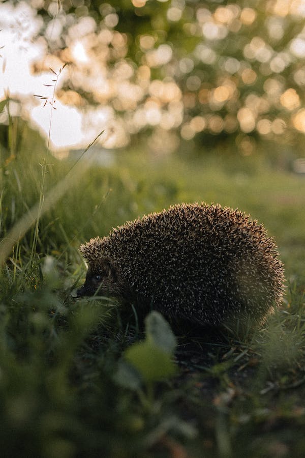 What Do Hedgehogs Eat? A Guide to The Perfect Hedgehog’s Diet