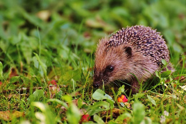 What Do Hedgehogs Eat? A Guide to The Perfect Hedgehog’s Diet