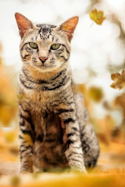 Decoding the Mystery: How Can I Tell the Sex of a Cat?