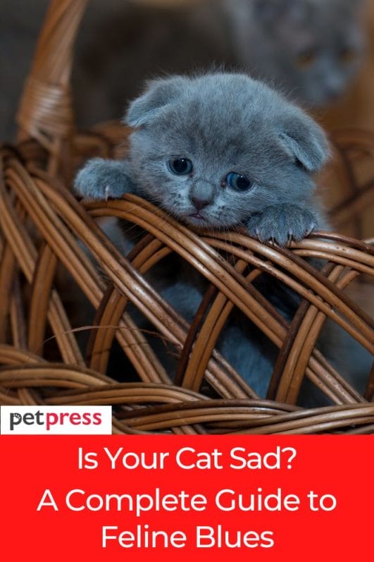 Is Your Cat Sad? A Complete Guide to Feline Blues