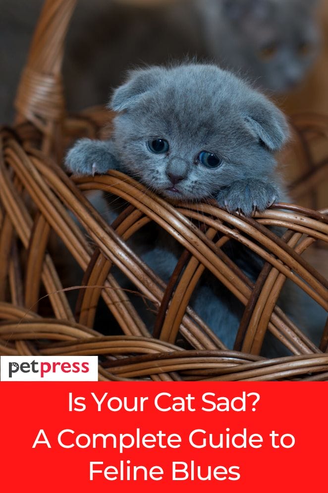 Is Your Cat Sad? A Complete Guide to Feline Blues