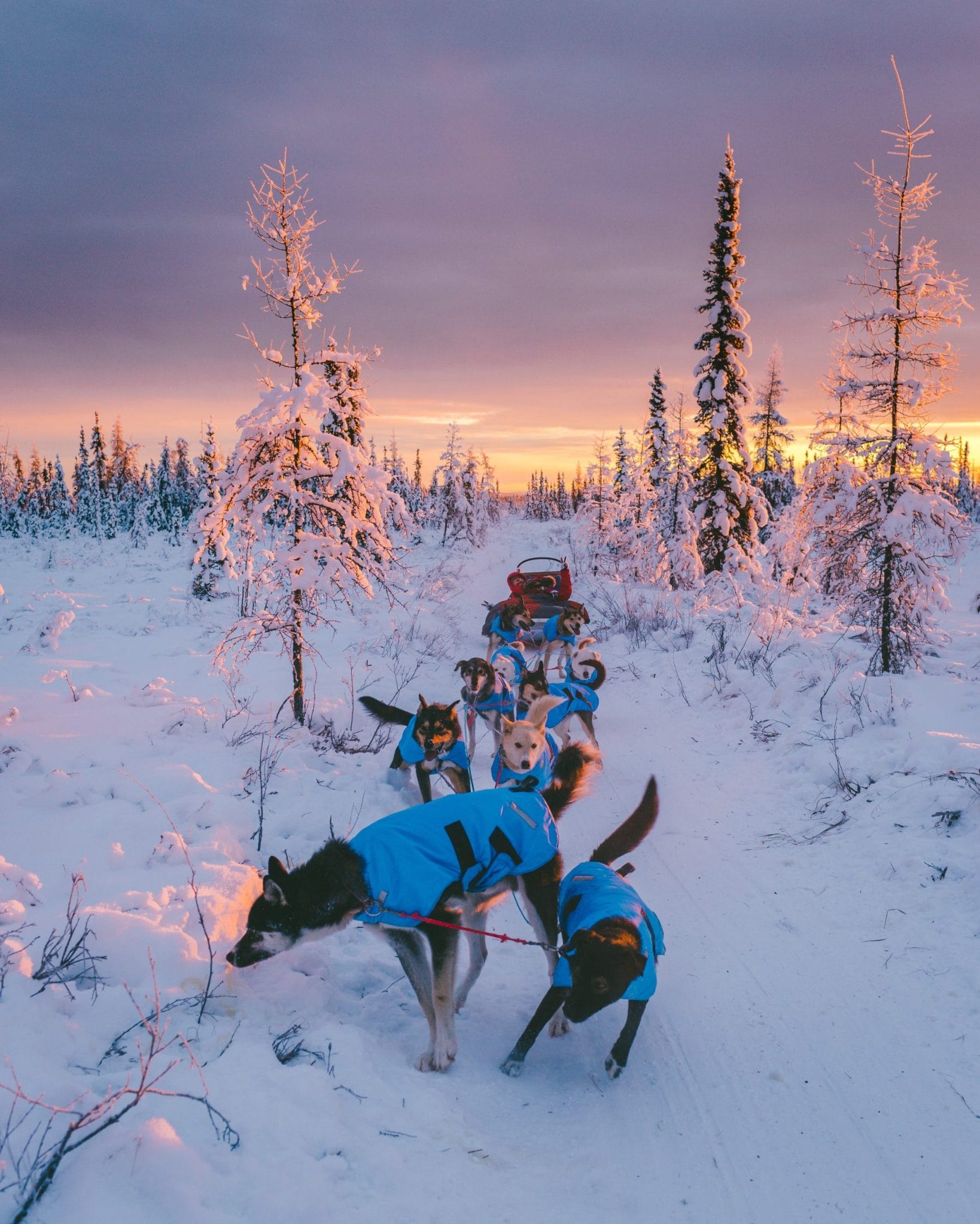 Sled Dog Day: A Tribute to Their Strength and Loyalty - PetPress