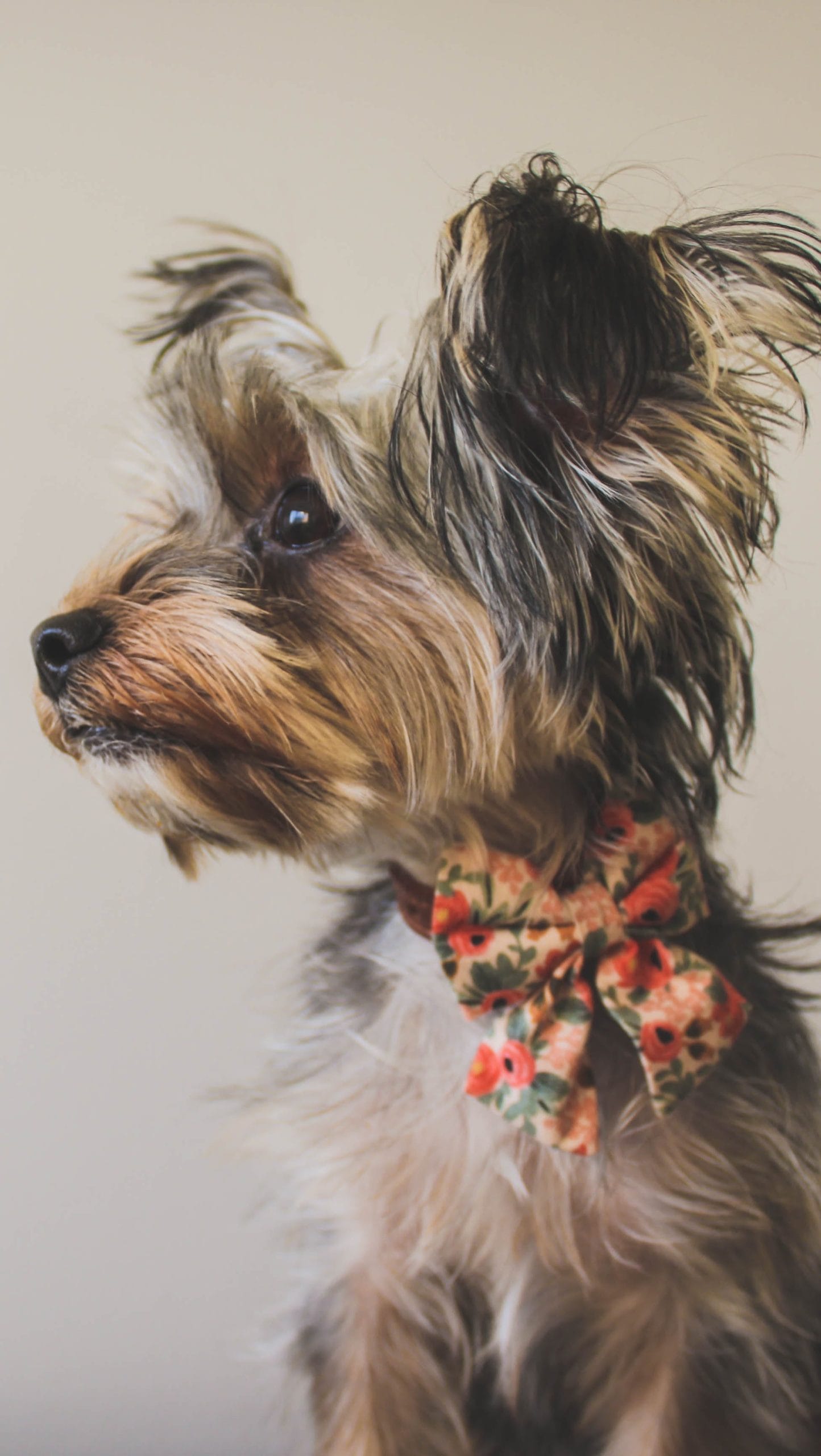 National Yorkshire Terrier Day: Honoring the Charm of Yorkies - PetPress
