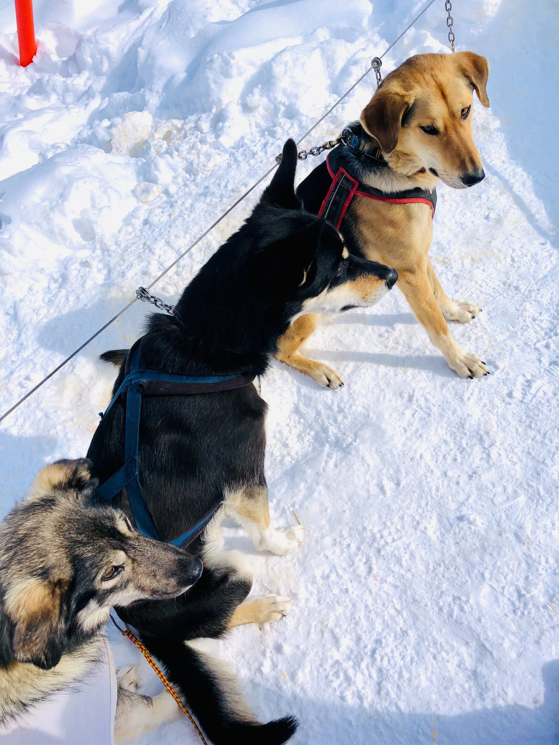 Sled Dog Day: A Tribute to Their Strength and Loyalty - PetPress