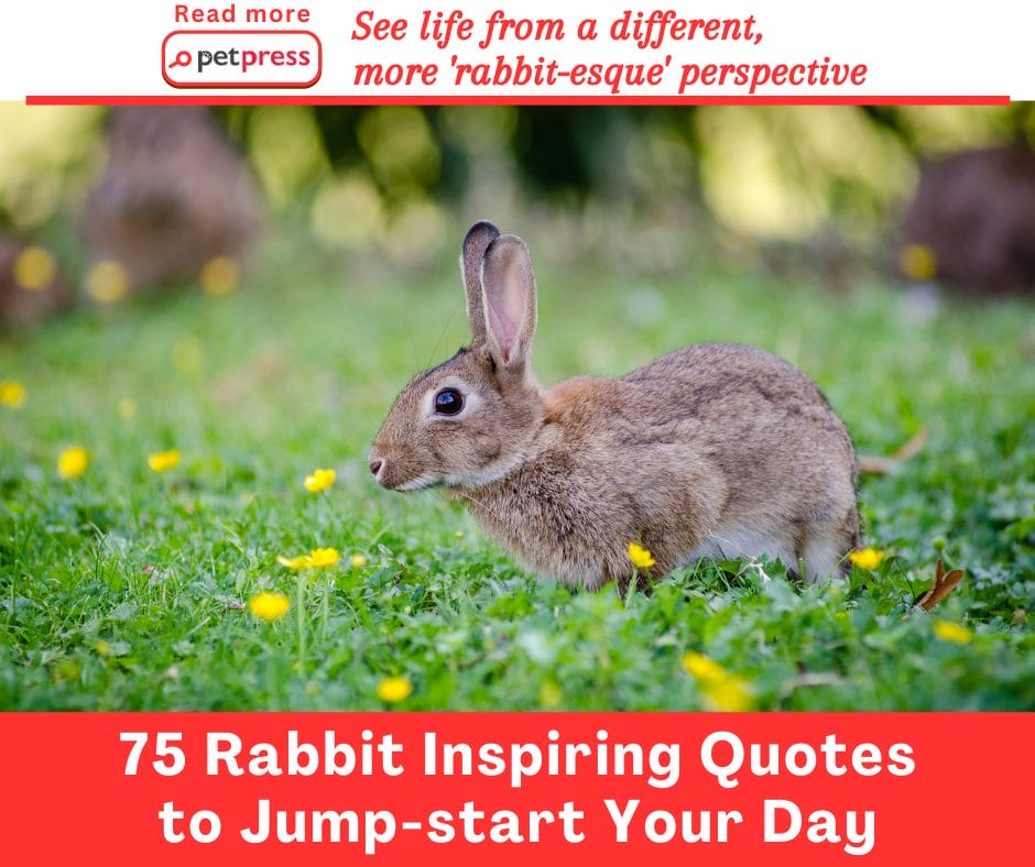 75 Rabbit Inspiring Quotes to Jump-start Your Day - PetPress