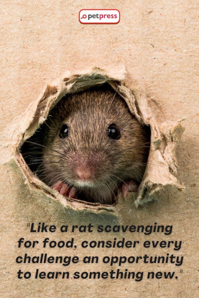 75 Rat Success Quotes That'll Change Your Perception Forever! - PetPress