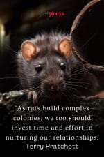 75 Rat Success Quotes That'll Change Your Perception Forever! - PetPress