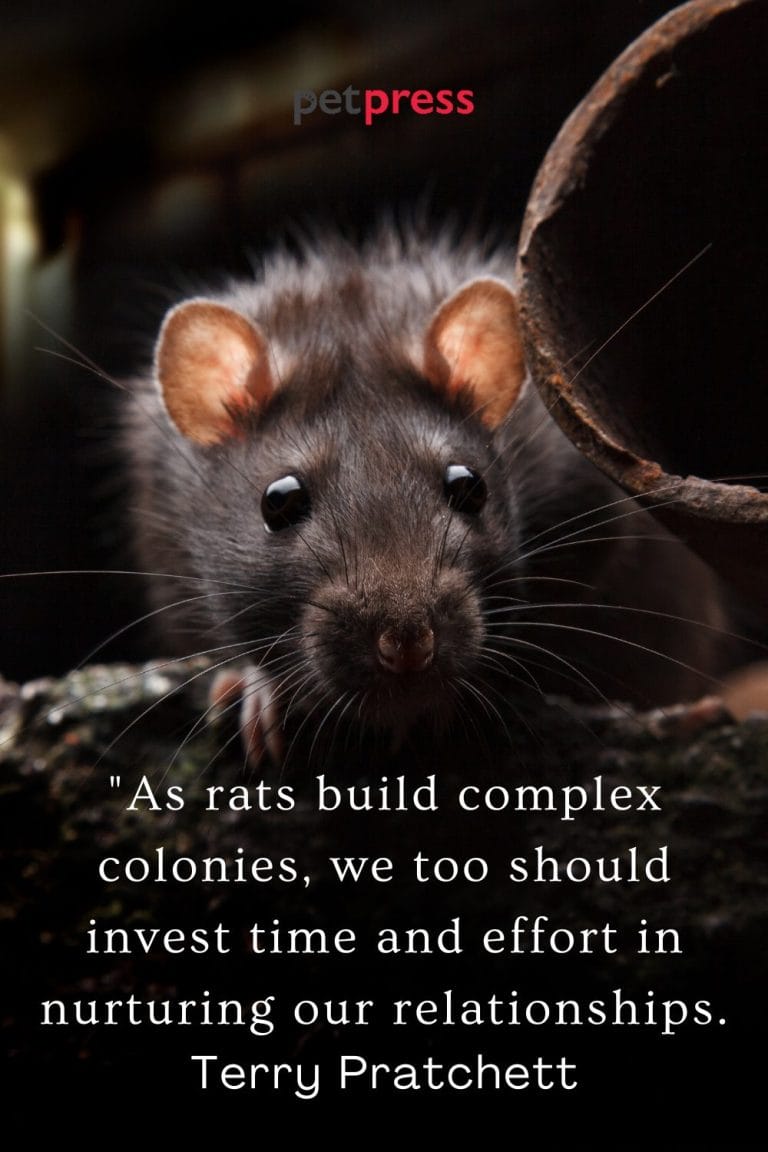 75 Rat Success Quotes That'll Change Your Perception Forever! - PetPress