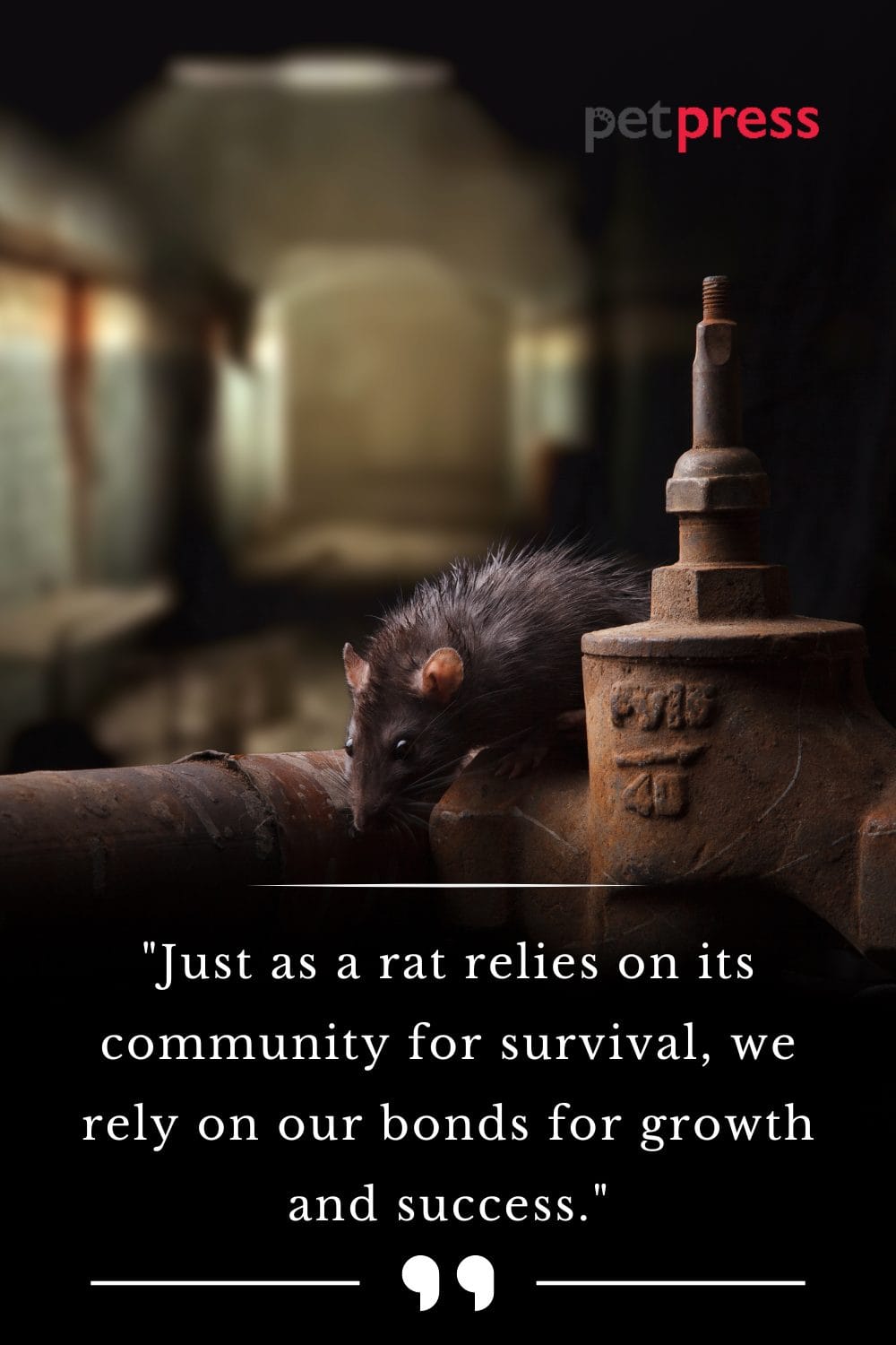 75 Rat Success Quotes That'll Change Your Perception Forever! - PetPress