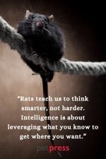 75 Rat Success Quotes That'll Change Your Perception Forever! - PetPress