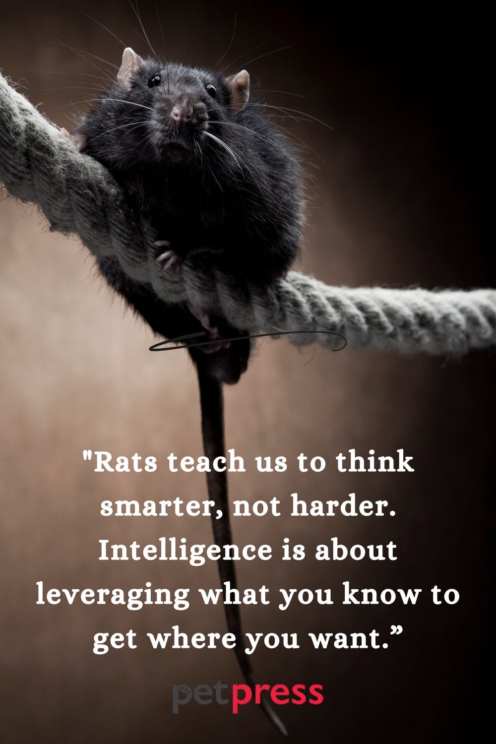 75 Rat Success Quotes That'll Change Your Perception Forever! - PetPress