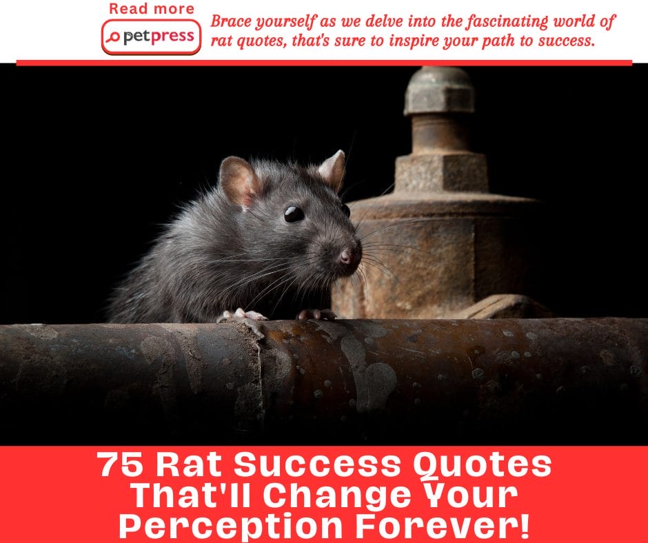 75 Rat Success Quotes That'll Change Your Perception Forever! - PetPress