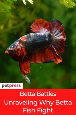 Betta Battles: Unraveling the Mystery Behind Why Betta Fish Fight