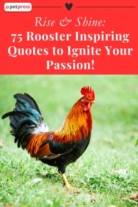 Rise & Shine: 75 Rooster Inspiring Quotes to Ignite Your Passion!