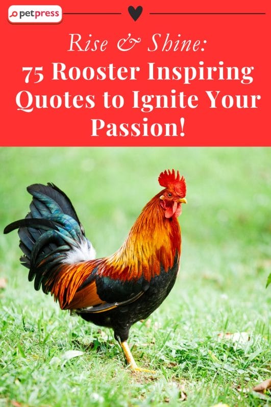 Rise & Shine: 75 Rooster Inspiring Quotes to Ignite Your Passion!