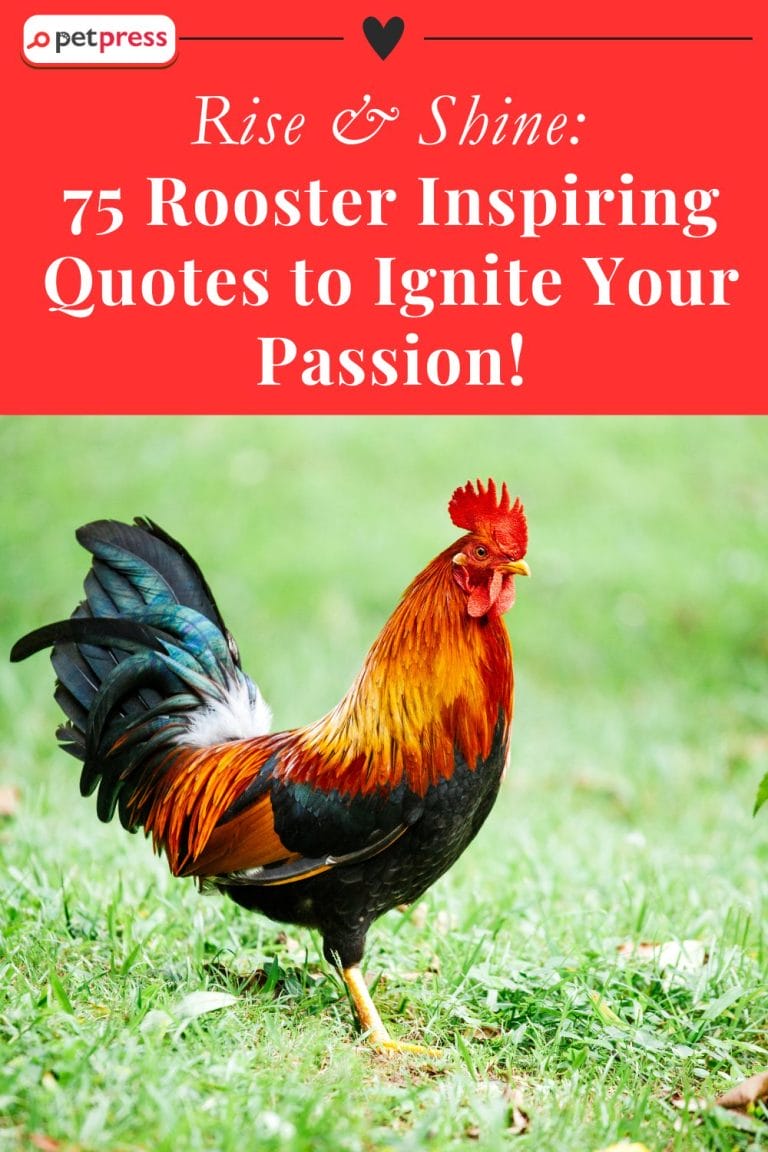 Rise & Shine: 75 Rooster Inspiring Quotes to Ignite Your Passion!