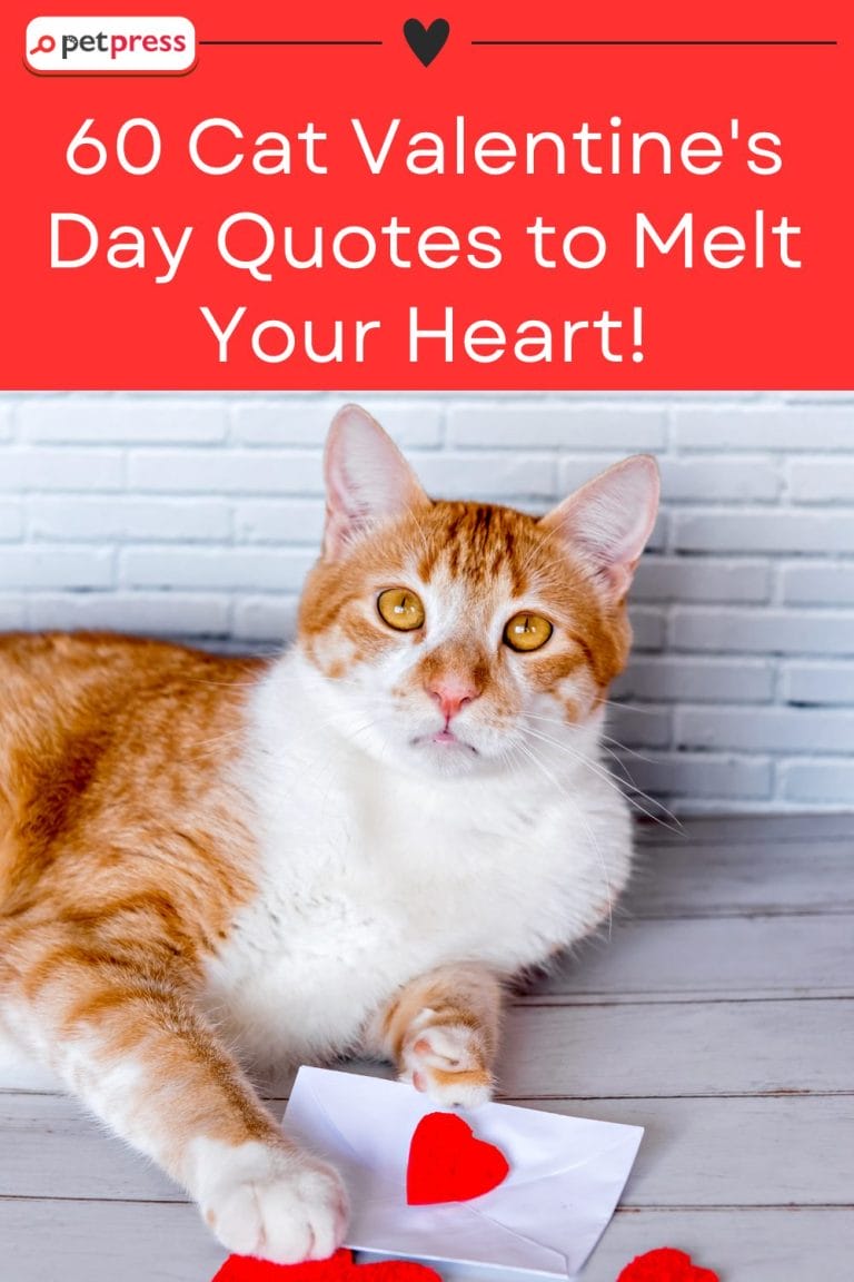 Purr-fect Love: 60 Cat Valentine's Day Quotes to Melt Your Heart ...