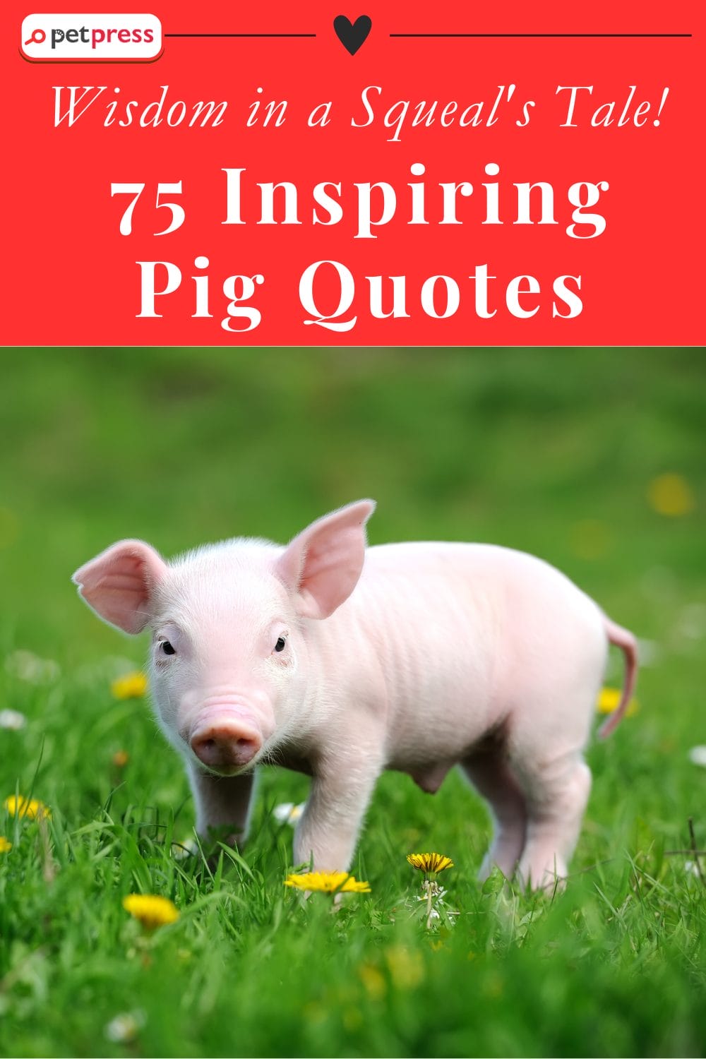 75 Inspiring Pig Quotes: Wisdom in a Squeal's Tale! - PetPress